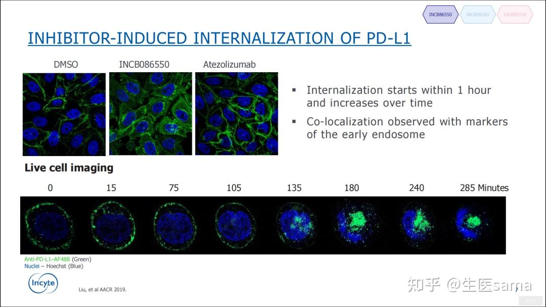 Incyte三个口服PD-L1抑制剂幻灯@SITC2021 - 知乎