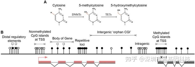 易基因：Adv Sci/IF14.1：中科院动物所郭帆团队等表观多组学揭示克隆胚胎DNA羟甲基化动态及功能 解析体细胞重编程障碍机制 - 深圳市易基因科技 - 博客园