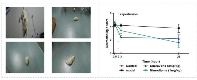 美迪西啮齿类动物脑血管疾病药效成药性评价系统 - 知乎