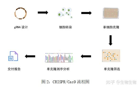 CRISPR/Cas9敲除细胞系构建 - 知乎