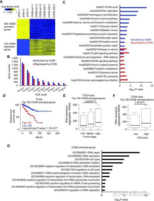 易基因｜ChIP-seq等实验揭示CHD6转录激活前列腺癌通路的关键功能 | 肿瘤耐药研究 - 知乎