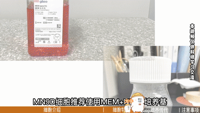 MN9D细胞培养，小鼠中脑多巴胺能神经元细胞培养攻略 - 知乎