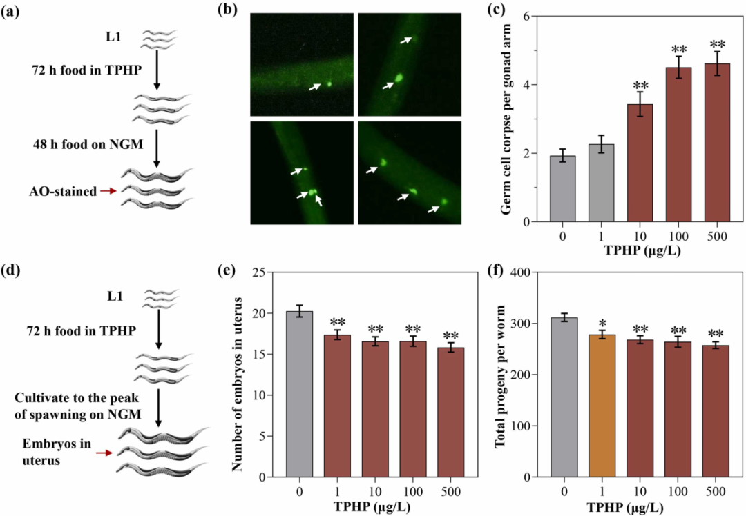 【派森诺项目文章】IF13.6！转录组学助力探究磷酸三苯酯(TPHP)诱导秀丽隐杆线虫生殖毒性的分子机制 - 知乎