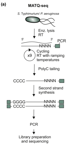 单细菌RNA测序技术综述 - 知乎