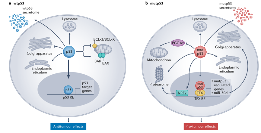 靶向肿瘤中的p53: 一个蛋白，多个靶点 - 知乎