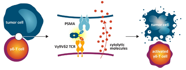 H44-L100：没有什么是一个二硫键解决不了的 - 知乎