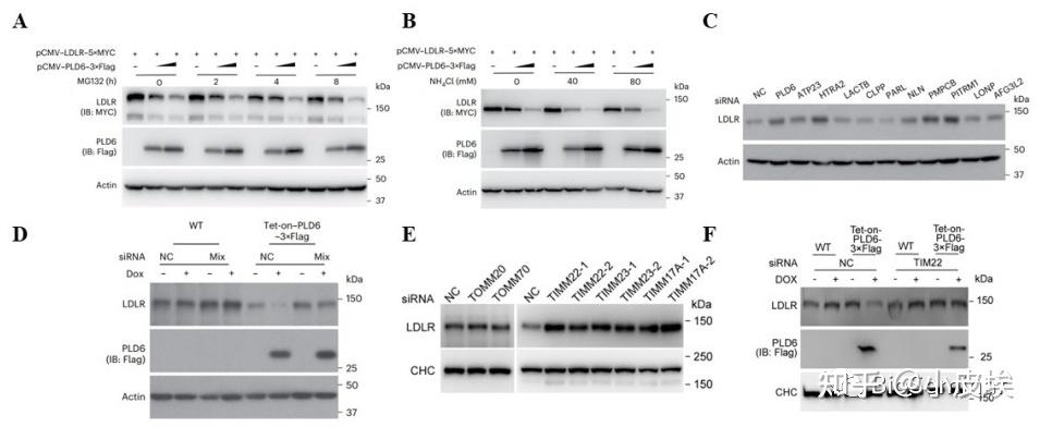 Nature Cell Biology | 新知识：细胞蛋白降解的第三条途径 - 知乎