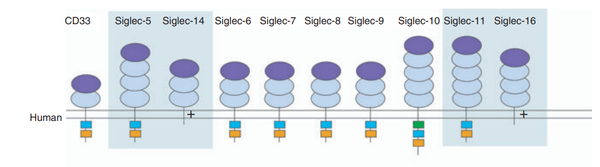 CD33：AML最具潜力的靶点；单抗，双抗，三抗，ADC均有布局 - 知乎