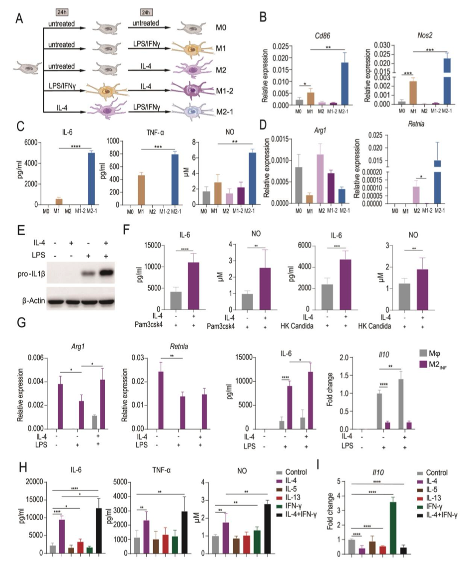 Cell Reports丨糖酵解/HIF-1α 轴定义了 IL-4 训练的巨噬细胞的炎症反应 - 知乎