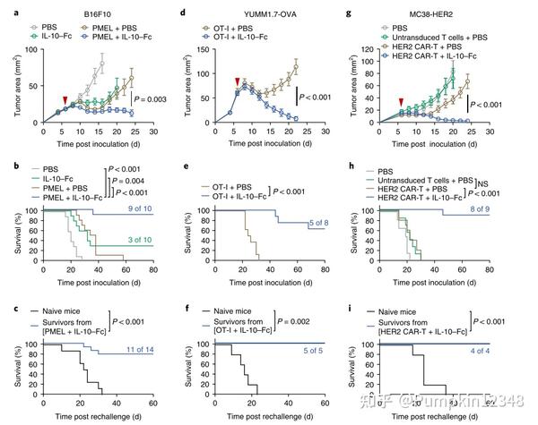 （施工完成）如何从代谢角度研究T细胞功能——IL-10可以通过对终末耗竭T细胞的代谢重编程来加强肿瘤免疫 - 知乎