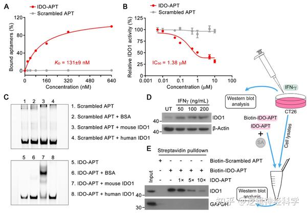 Iscience︱北京大学尹玉新团队报道具有抗肿瘤作用的ido1特异性核酸适配体 知乎