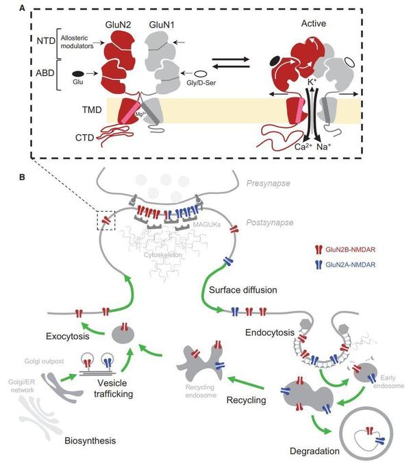 Neuron:神经可塑性和认知相关的突触后NMDAR信号的研究新进展 - 知乎