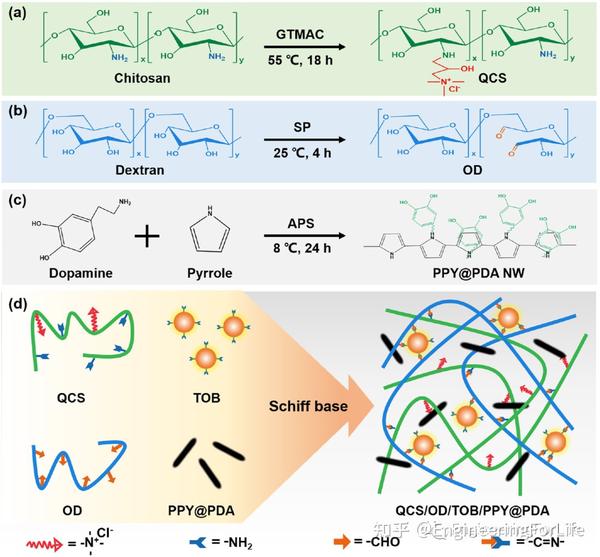《ACS Nano》：智能控释水凝胶敷料用于感染性烧伤伤口愈合 - 知乎