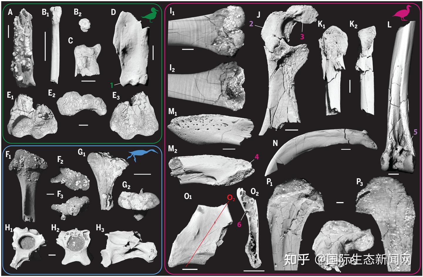 science:北极鸟类筑巢的历史可以追溯到白垩纪 - 知乎
