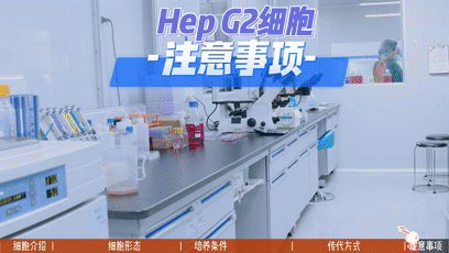 HepG2细胞培养，人肝癌细胞培养攻略 - 知乎