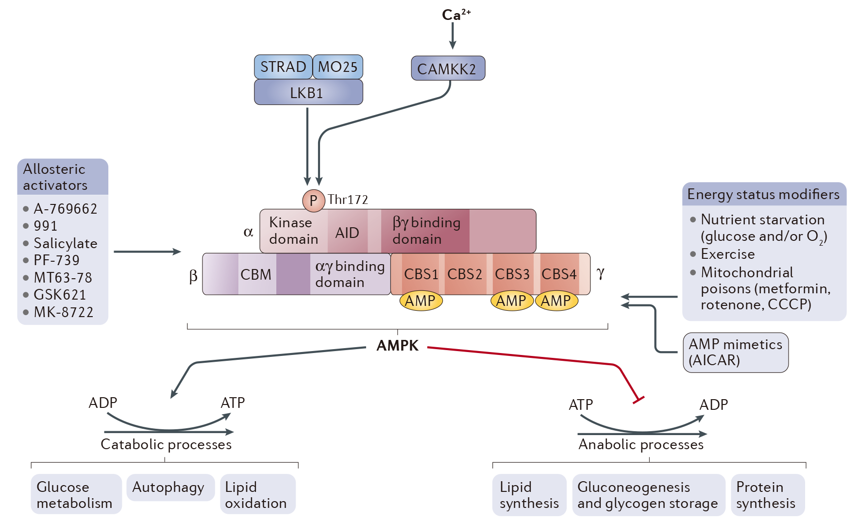 图说AMPK及其信号通路的功能 - 知乎