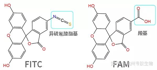 FAM和FITC - 知乎