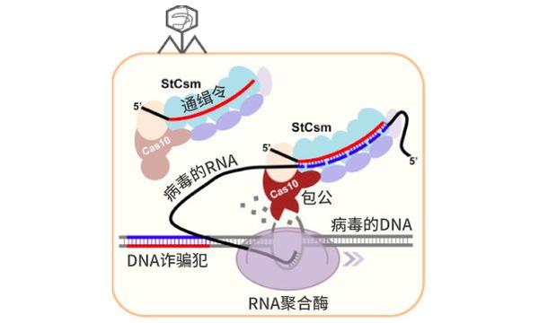 用漫画看懂CRISPR/Cas10的工作原理 - 知乎