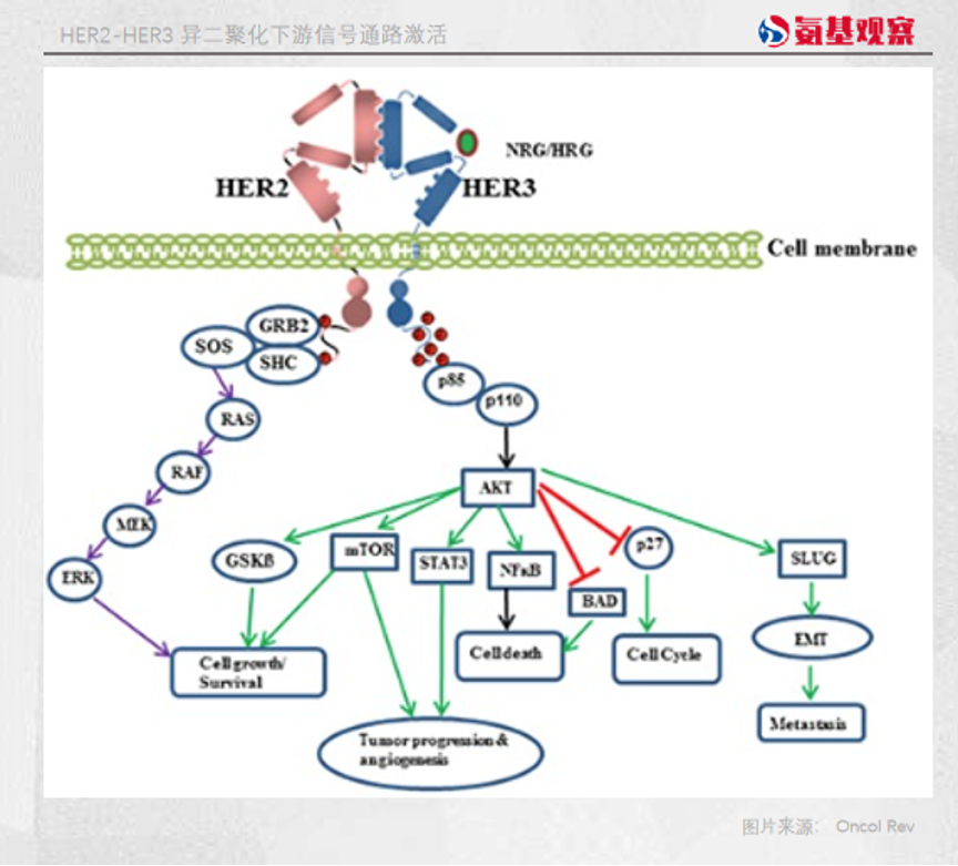 HER3巨变进行时：确定的和未知的 - 知乎
