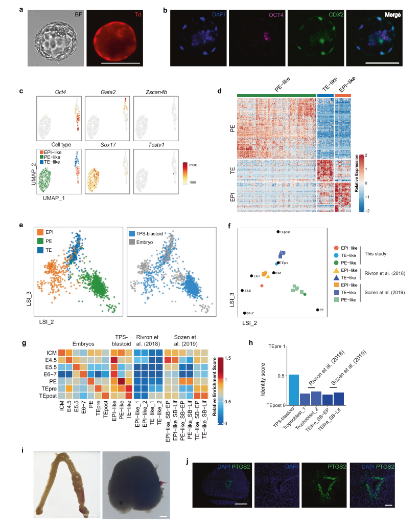 Cell Research丨单细胞测序技术助力客户研究开辟了一条在体外完全捕获全能干细胞的新途径 - 知乎