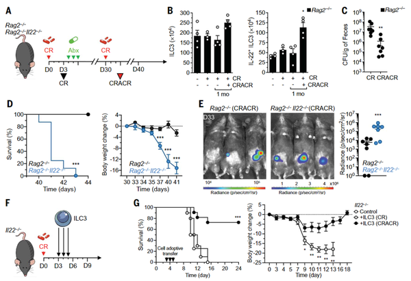 Science丨先天免疫细胞 ILC3 通过免疫训练加强肠道防御 - 知乎