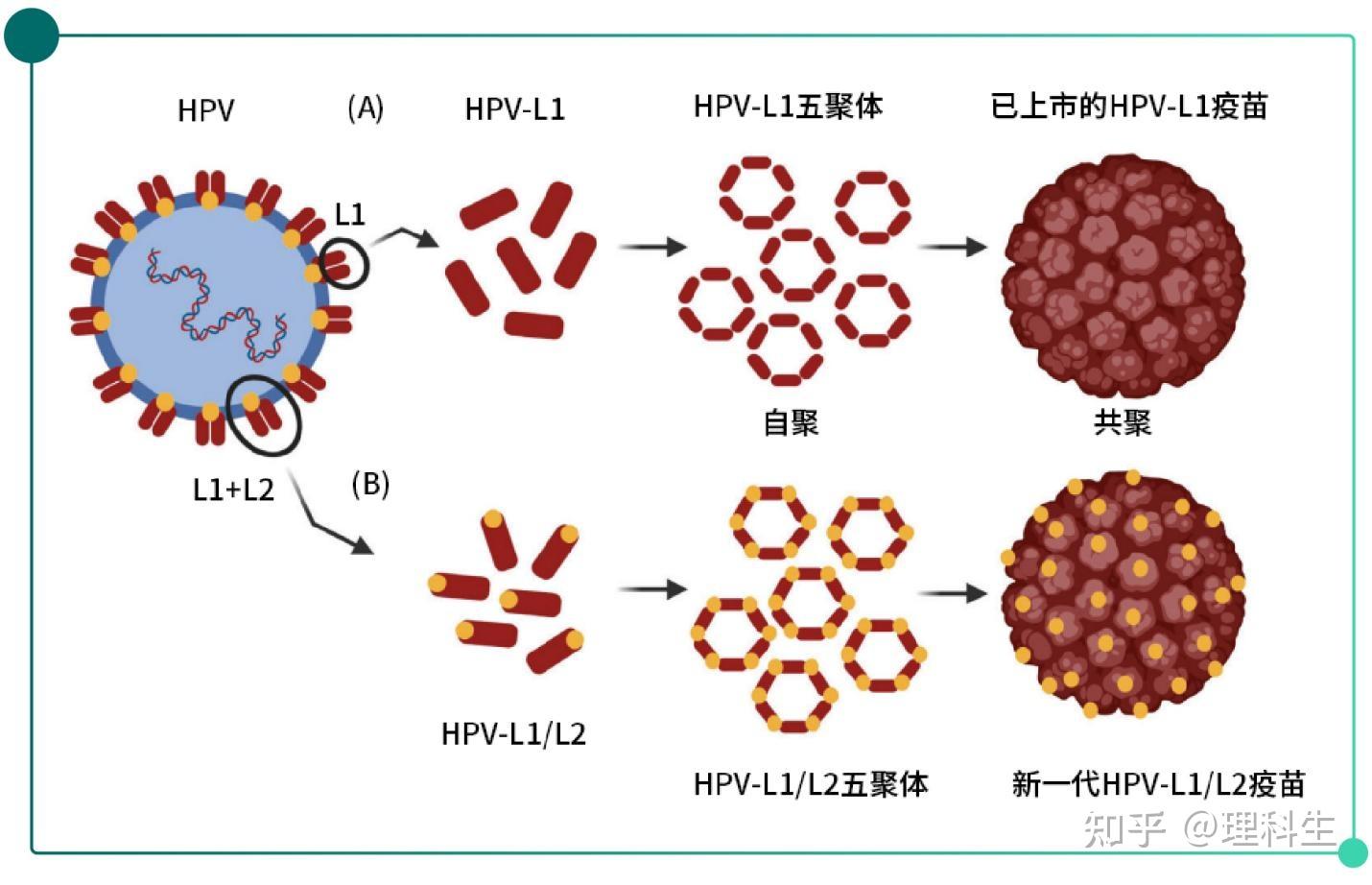 病毒样颗粒疫苗及其纯化工艺简介 - 知乎