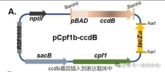 利用ccdB基因玩转载体构建零背景 - 知乎