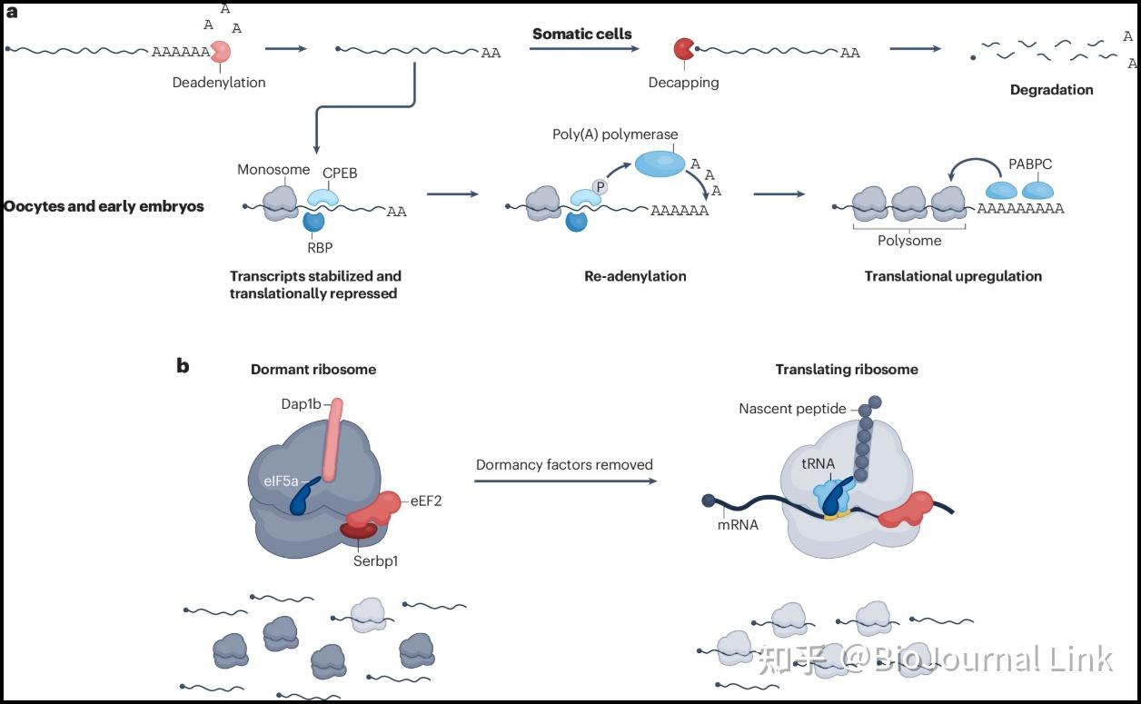 综述 | Nat.Rev.Genet | 从母体到合子的转变：细胞质和细胞核的重编程 - 知乎