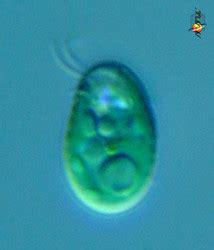 【古菌域全系列14】隐藻界Cryptista：隐于世间而影响世界 - 知乎