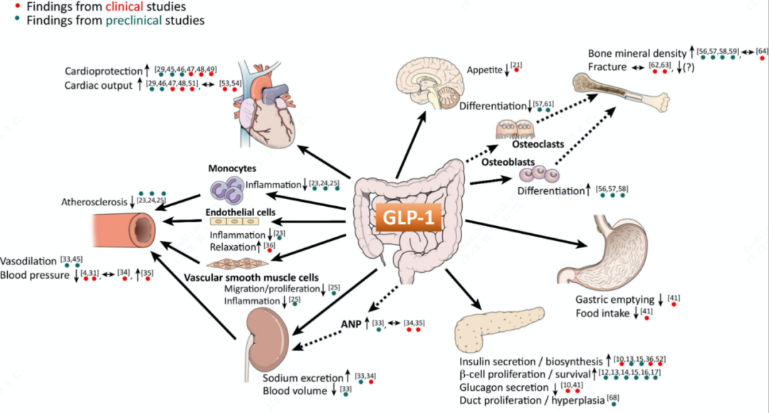 SNAC or Snack?口服GLP-1递送系统的麦加朝圣之路 - 知乎