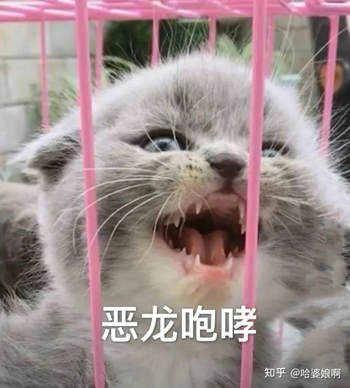 搞怪有趣的咆哮体表情包~彻底疯狂！ - 知乎