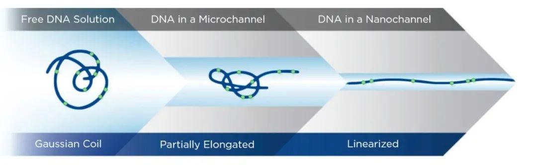 Bionano全基因组光学图谱技术-遗传病检测应用 - 知乎
