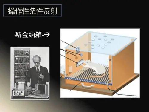 心理学家故事:斯金纳的童年与操作性条件反射理论 知乎