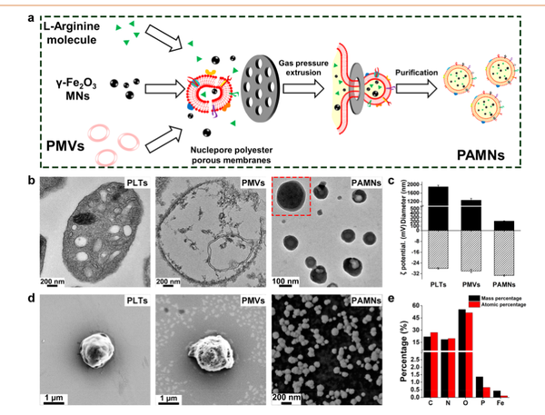 仿生磁性纳米载药原位生成NO治疗早期缺血性脑卒中 - 知乎