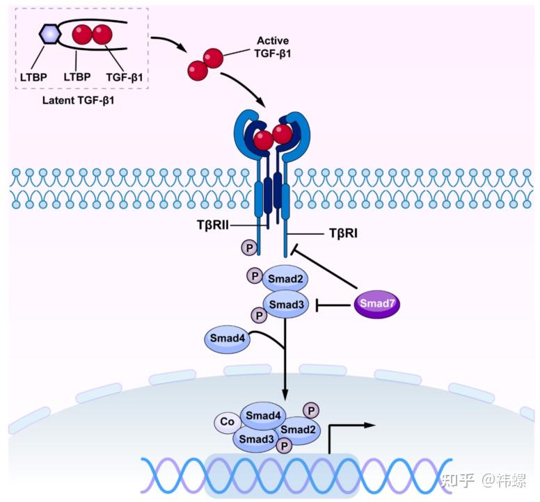 TGF-β 信号通路相关综述（2） - 知乎