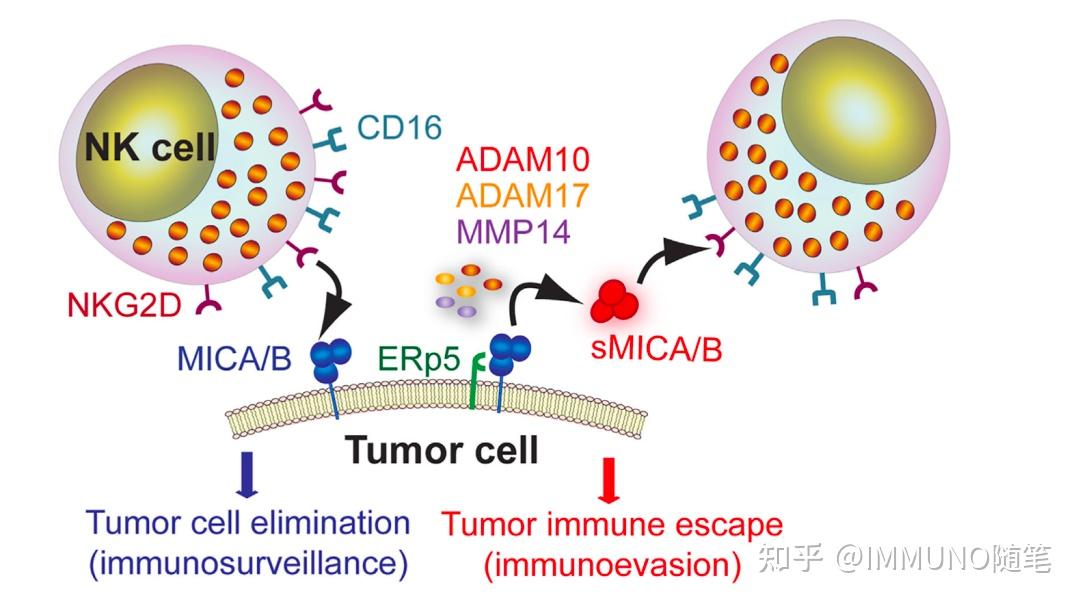 NKG2D-NKG2DL信号轴，肿瘤免疫治疗热门靶点 - 知乎