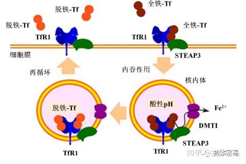 双特异抗体系列之--TfR - 知乎