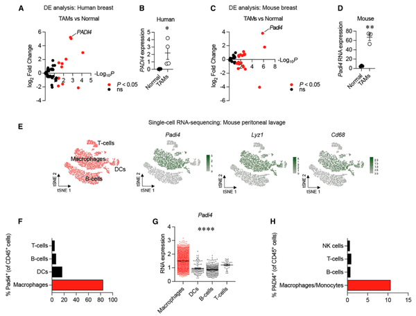 Cell Reports丨PAD4 通过抑制巨噬细胞中的 MHC II 类机制控制肿瘤免疫力 - 知乎