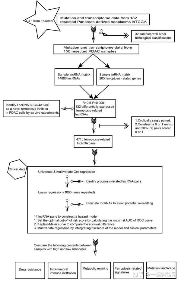 基于铁死亡相关lncRNA对构建预后模型？ - 知乎