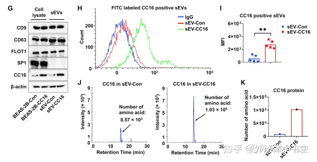 文献分享【Mol. Ther.】外泌体装载CC16蛋白治疗肺急性炎症反应 - 知乎