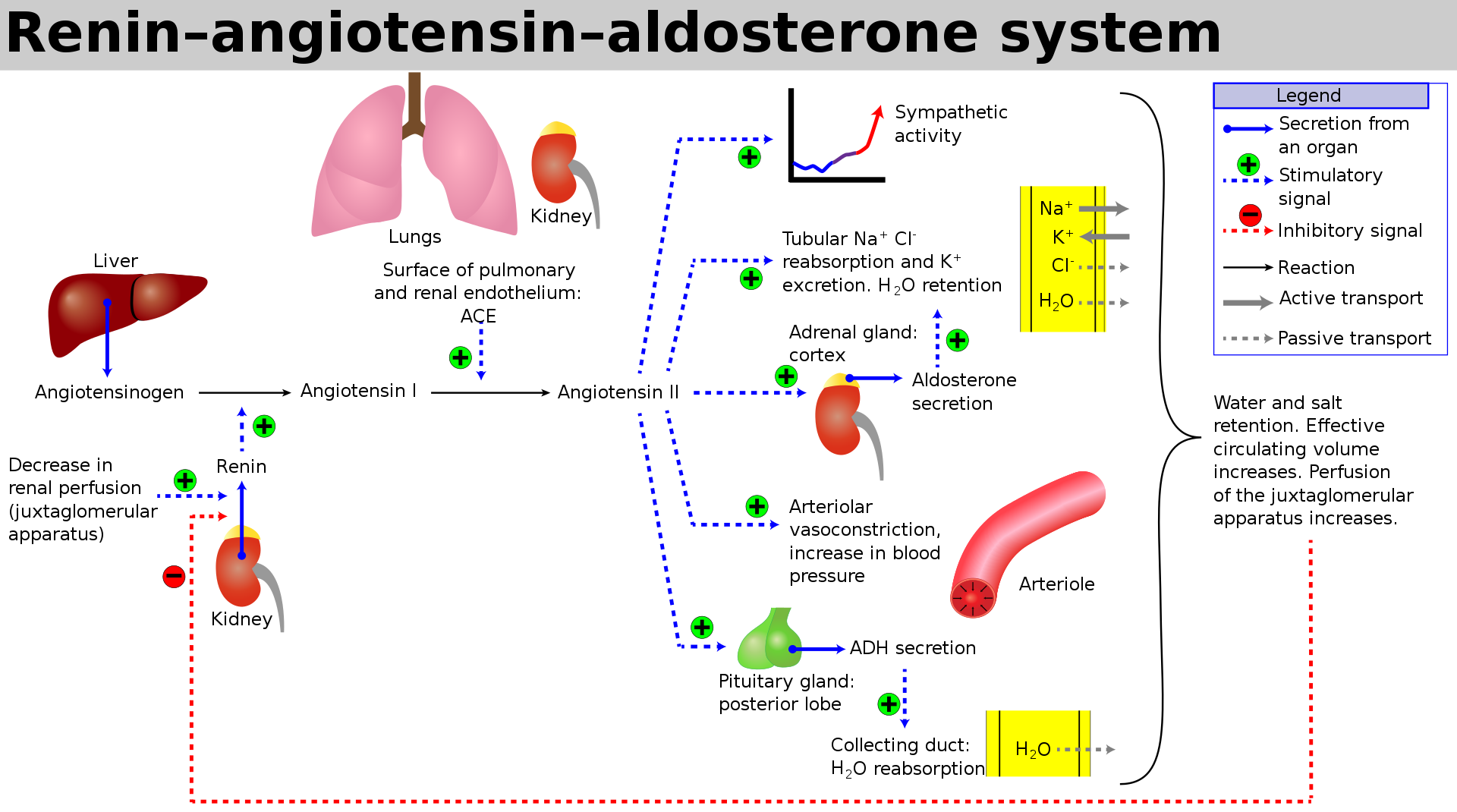 药剂师学习笔记之高血压（Hypertension，HTN） - 知乎