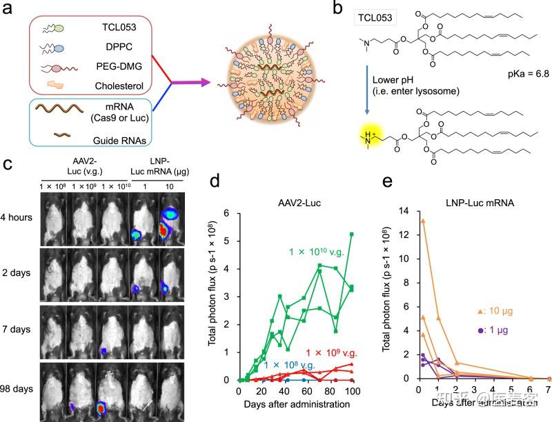 LNP递送CRISPR-mRNA在体基因编辑的最新应用盘点 - 知乎