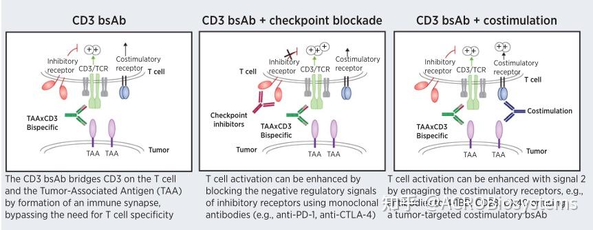 攻克三大“黄金点”：难点·痛点·突破点，CD3双抗或可拿下实体瘤 - 知乎