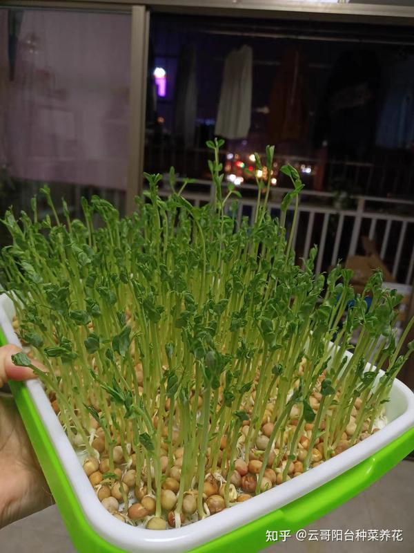 怎样在阳台上种出绿油油的芽苗菜，不用买了，自己在家就可以种 知乎