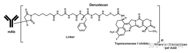 最快破$10亿ADC药物？乳腺癌“神药”显威，谁能与Enhertu一战？ - 知乎