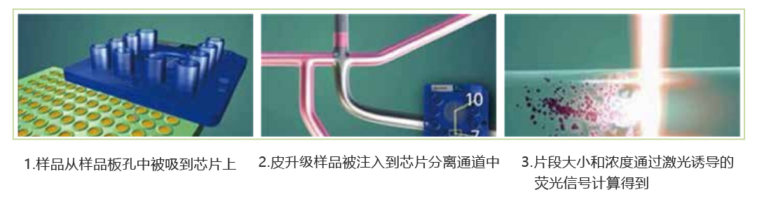 LabChip GX Touch助力核酸检测及基因组研究！-上海玮驰仪器有限公司