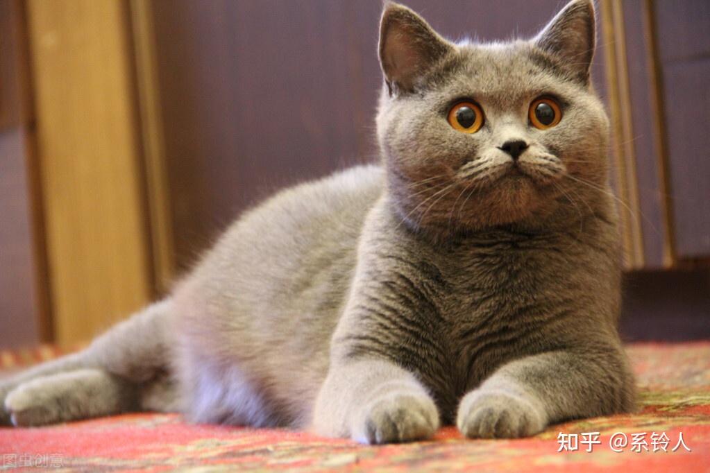 母猫为什么乱尿？怎么解决母猫乱尿的问题 知乎