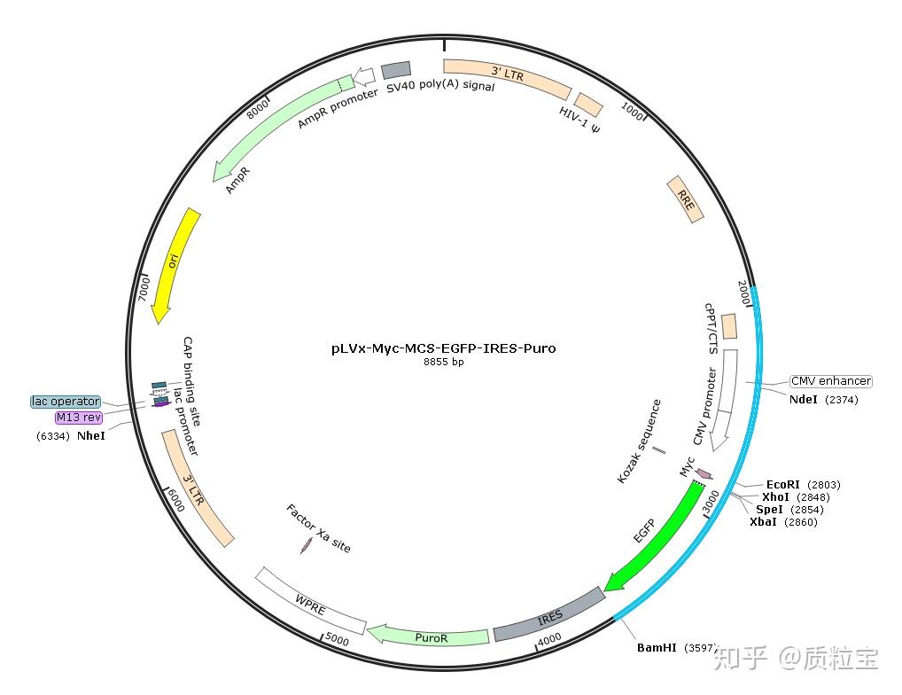 pLVX系列3×Flag慢病毒表达载体 - 知乎