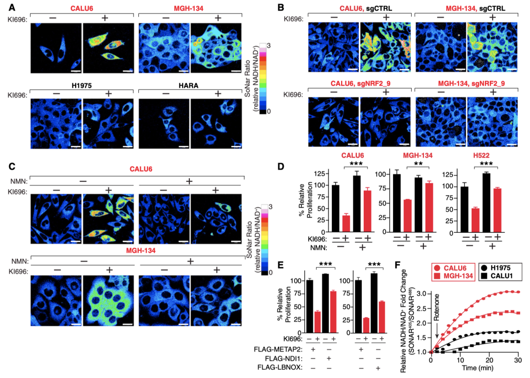 Cell Metabolism丨NRF2 激活诱导 NADH 还原应激，为肺癌提供代谢脆弱性 - 知乎