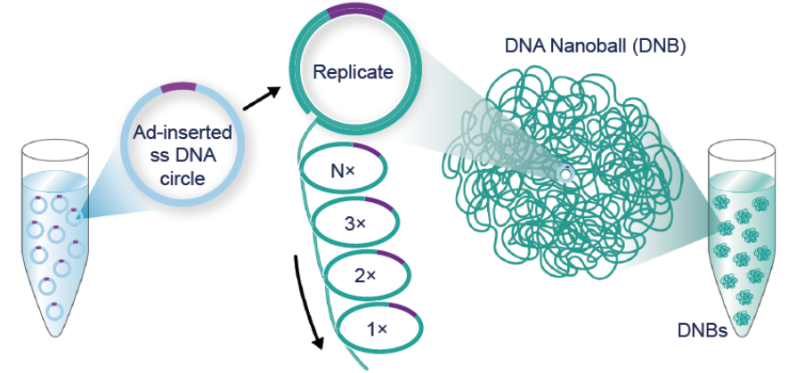 NGS专题 | 聊一聊BGI和Illumina测序平台的差异 - 知乎